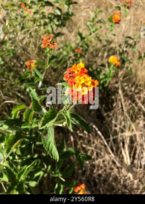 Texas lantana (Lantana urticoides) Plantae Stock Photo - Alamy