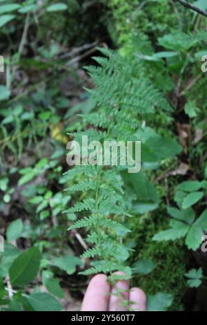 bulblet fern (Cystopteris bulbifera), Plantae, Potawatomi State Park ...