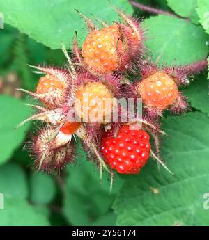 wineberry (Rubus phoenicolasius) Plantae Stock Photo - Alamy