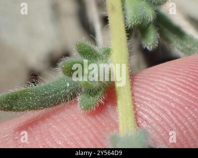 scabrid alpine tarplant (Anisocarpus scabridus) Plantae Stock Photo - Alamy