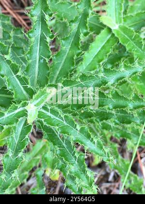 sandhill thistle (Cirsium repandum) Plantae Stock Photo - Alamy