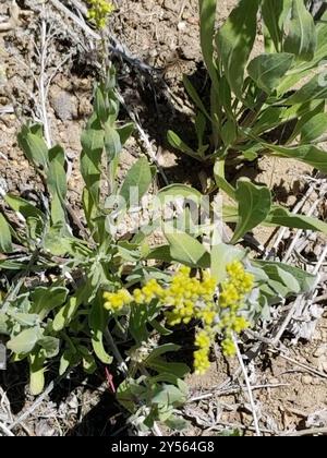 velvety goldenrod (Solidago velutina) Plantae Stock Photo - Alamy