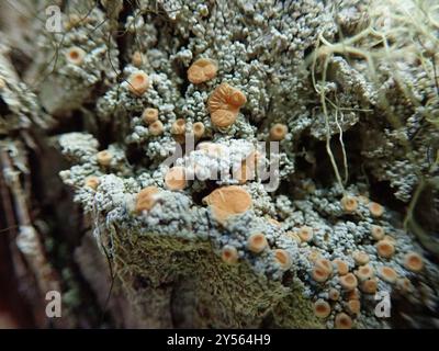 Double-Rimmed Saucer Lichen (Ochrolechia oregonensis) Fungi Stock Photo ...