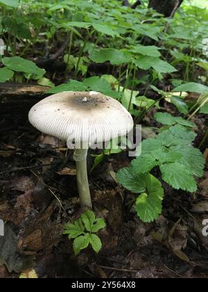 Hated Caesar (Amanita spreta) Fungi Stock Photo - Alamy