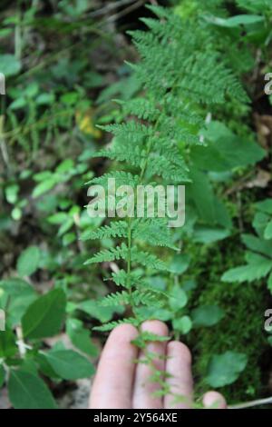 bulblet fern (Cystopteris bulbifera) Plantae Stock Photo - Alamy