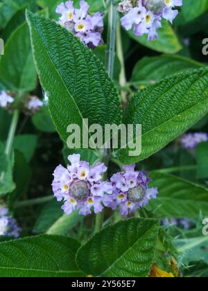 Bushy Lippia (Lippia alba) Plantae Stock Photo - Alamy