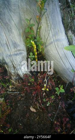 spoonleaf sundew (Drosera intermedia) Plantae Stock Photo - Alamy
