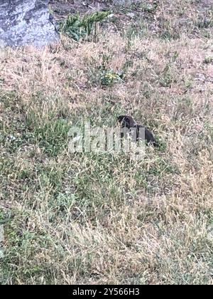 Groundhog (Marmota monax) Mammalia Stock Photo - Alamy