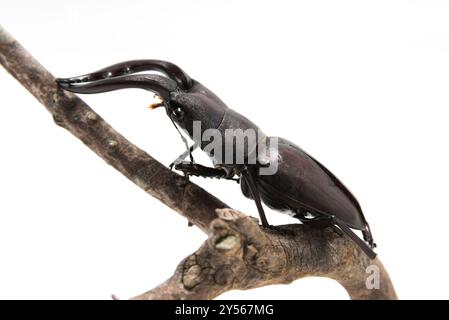 Hexarthrius mandibularis, stag beetle, on dry branch, isolated on white ...