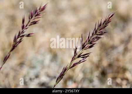 Purple Reedgrass (Calamagrostis purpurascens) Plantae Stock Photo - Alamy