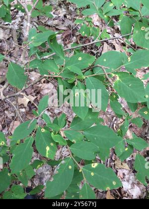 eastern leatherwood (Dirca palustris) Plantae Stock Photo - Alamy