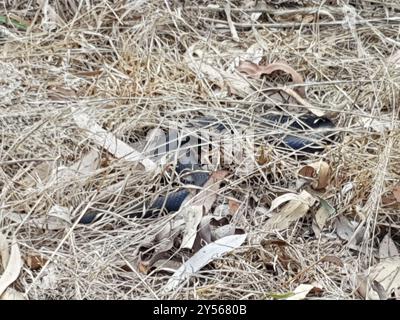 Pygmy Copperhead (Austrelaps labialis), Reptilia, Stop 43 Mt Barker Rd ...