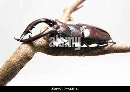 Hexarthrius mandibularis, stag beetle, on dry branch, isolated on white ...