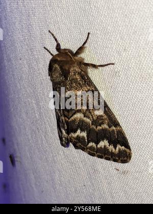 Western Panthea Moth (Panthea virginarius) Insecta Stock Photo - Alamy