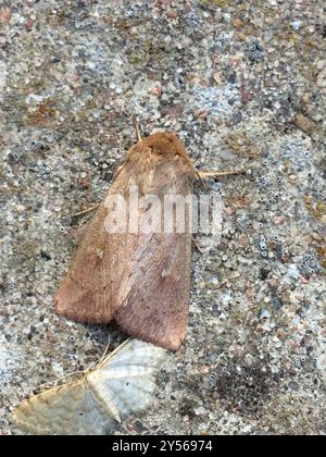 The Clay (Mythimna ferrago) Insecta Stock Photo - Alamy