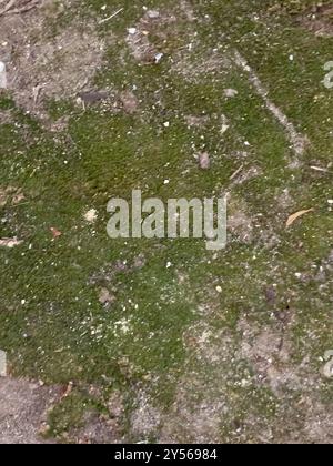 joint-toothed mosses (Bryopsida) Plantae Stock Photo - Alamy