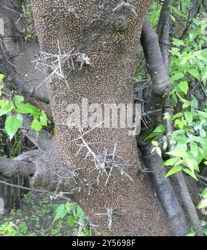 Water locust (Gleditsia aquatica), Plantae, Lacombe, LA 70445, USA ...