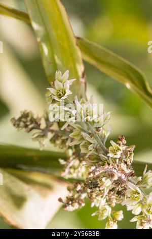 Corn Lily (Veratrum californicum) Plantae Stock Photo - Alamy