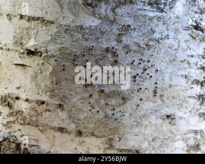 Black-eyed Rim Lichen (Lecanora circumborealis) Fungi Stock Photo - Alamy