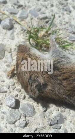 Meadow Voles (Microtus) Mammalia Stock Photo - Alamy