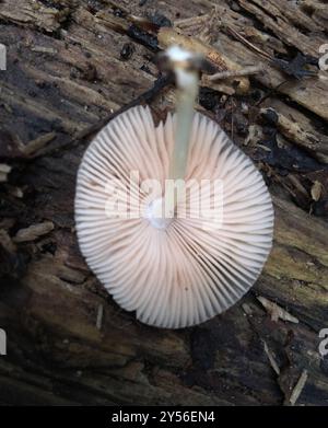 Netted Fieldcap (Bolbitius reticulatus) Fungi Stock Photo - Alamy