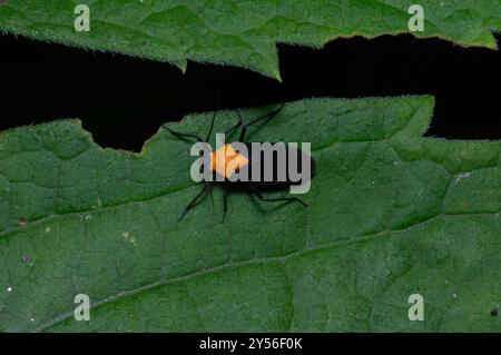 (Prepops insitivus) Insecta Stock Photo - Alamy