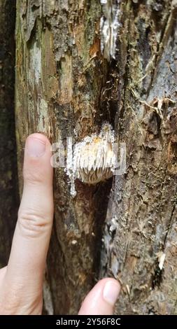 Oak mazegill (Fomitopsis quercina), Fungi, Carmel, CA, US, Fungi that ...