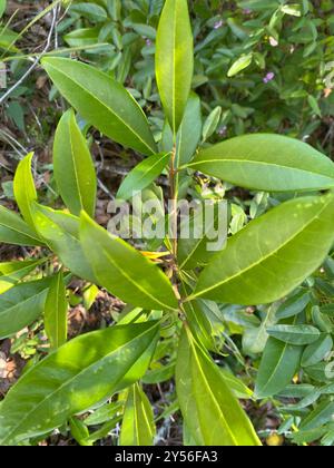 American olive (Cartrema americana) Plantae Stock Photo - Alamy