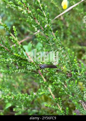 (Neomochtherus pallipes) Insecta Stock Photo - Alamy
