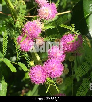 littleleaf sensitive-briar (Mimosa microphylla) Plantae Stock Photo - Alamy