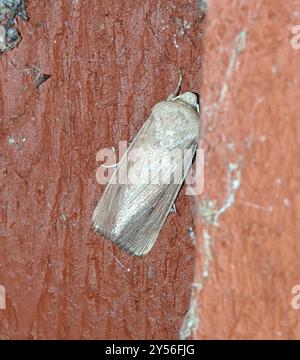Lesser Wainscot (Mythimna oxygala) Insecta Stock Photo - Alamy