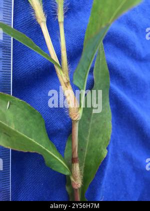 Bog Smartweed (Persicaria setacea) Plantae Stock Photo - Alamy