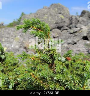 mountain juniper (Juniperus communis saxatilis), Plantae, Иркутская обл ...