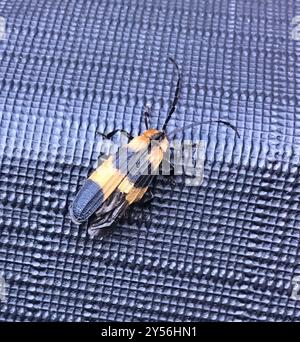 Reticulated Net-winged Beetle (Calopteron reticulatum) Insecta Stock ...