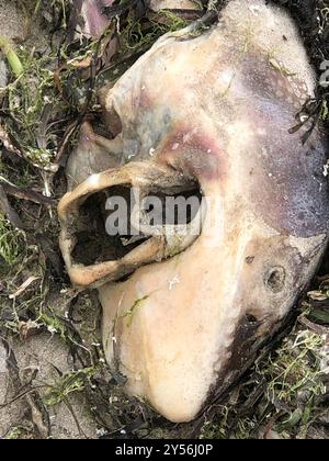 White Sturgeon (Acipenser transmontanus) Actinopterygii Stock Photo - Alamy