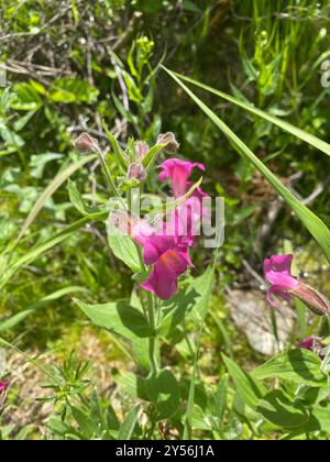 Lewis' monkeyflower (Erythranthe lewisii) Plantae Stock Photo - Alamy