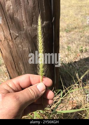 Southwestern Bristlegrass (Setaria scheelei) Plantae Stock Photo - Alamy