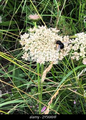 Yellow-faced Fly (Tachina grossa) Insecta Stock Photo - Alamy