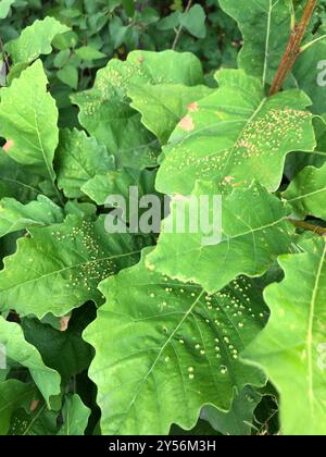 Jumping Gall Wasp (Neuroterus saltarius) Insecta Stock Photo - Alamy