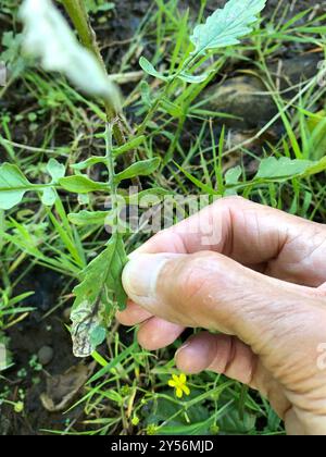 Marsh Ragwort (Jacobaea aquatica) Plantae Stock Photo - Alamy