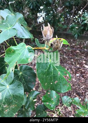 sea hibiscus (Hibiscus tiliaceus) Plantae Stock Photo - Alamy