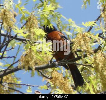 Orchard Oriole (Icterus spurius) Aves Stock Photo - Alamy