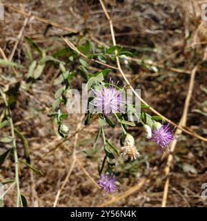 Russian knapweed (Rhaponticum repens), Plantae, Costilla County, CO ...