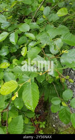 smooth alder (Alnus serrulata), Plantae, North Carolina, US, Edge of ...