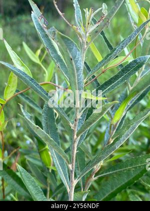 Prairie Willow (Salix humilis), Plantae, Tazewell County, VA, USA Stock ...