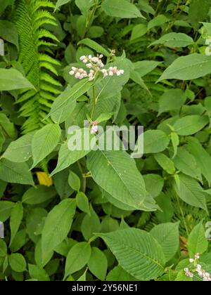 Lesser Knotweed (Koenigia campanulata) Plantae Stock Photo - Alamy