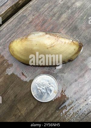 Yellow Sandshell (Lampsilis teres) Mollusca Stock Photo - Alamy