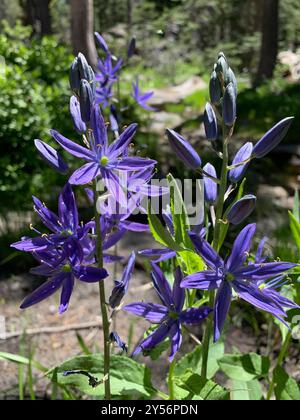 small camas (Camassia quamash), Plantae, Nanaimo, BC, Canada Stock ...