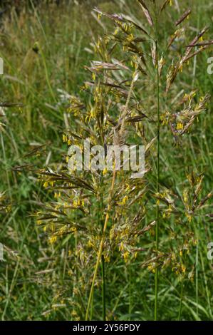 Upright Brome (Bromus erectus) Plantae Stock Photo - Alamy