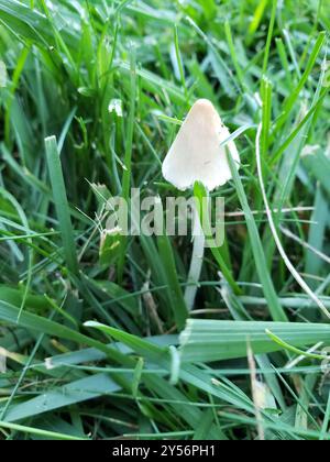 milky conecap (Conocybe apala) Fungi Stock Photo - Alamy